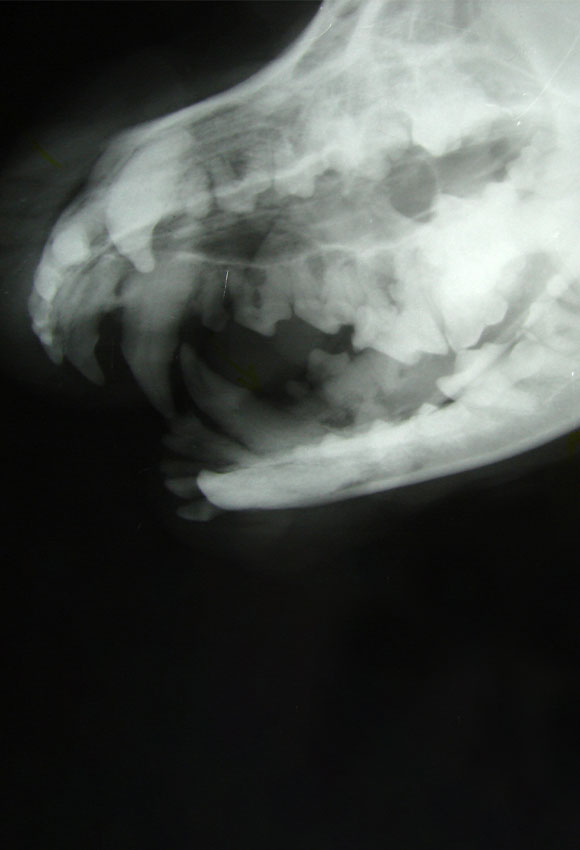 Dental Radiology – Creekside Veterinary Hospital & Referral Center
