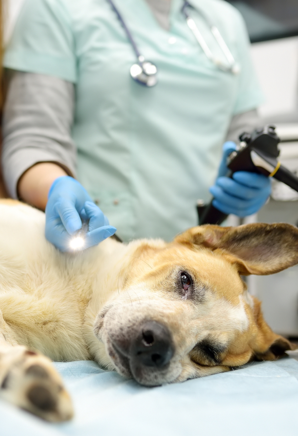 Endoscopy – Creekside Veterinary Hospital & Referral Center