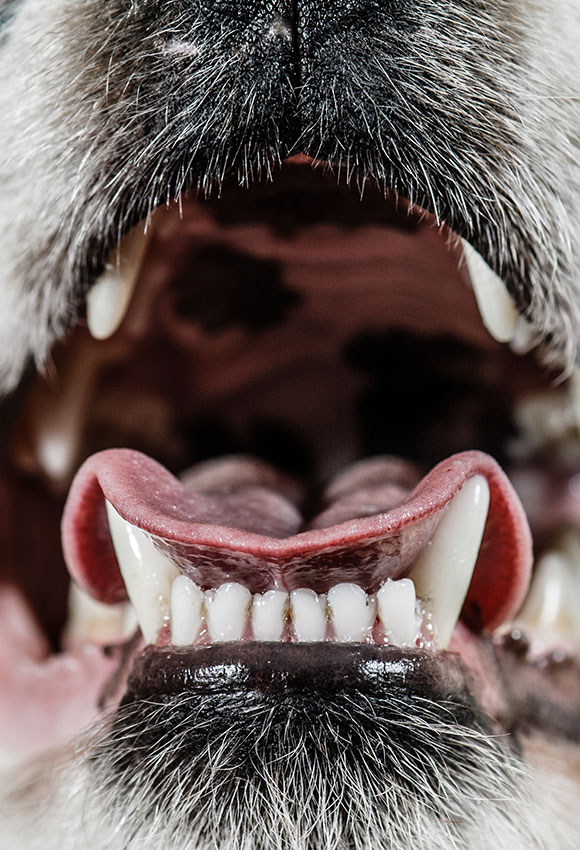 Vital Pulpotomy – Creekside Veterinary Hospital & Referral Center